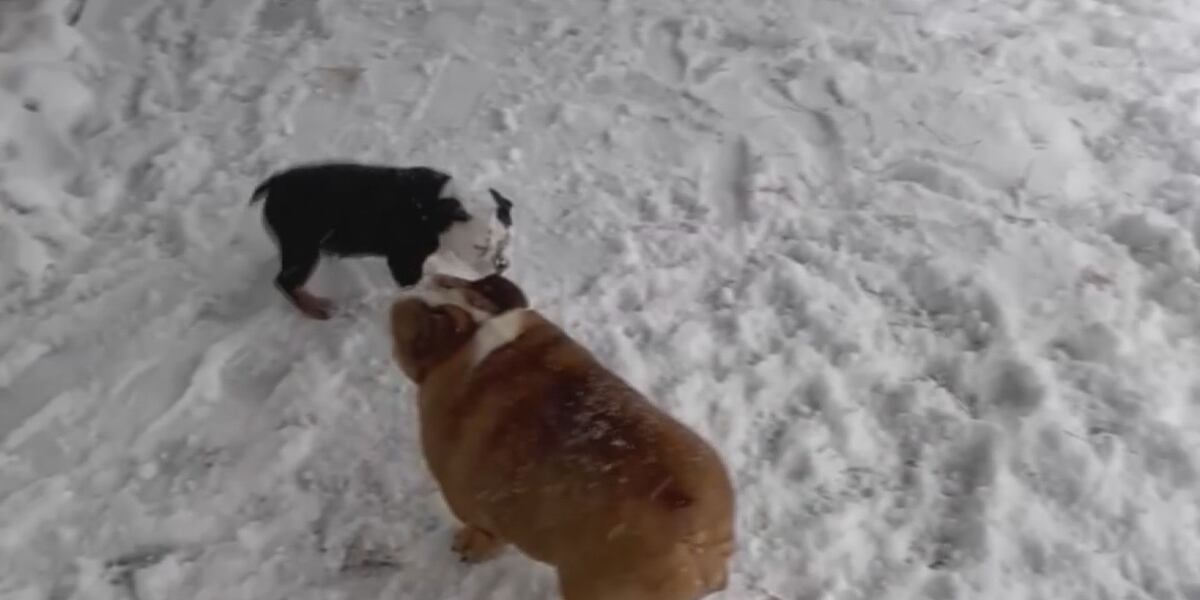 Protecting your pets in the cold Protecting your pets in the cold